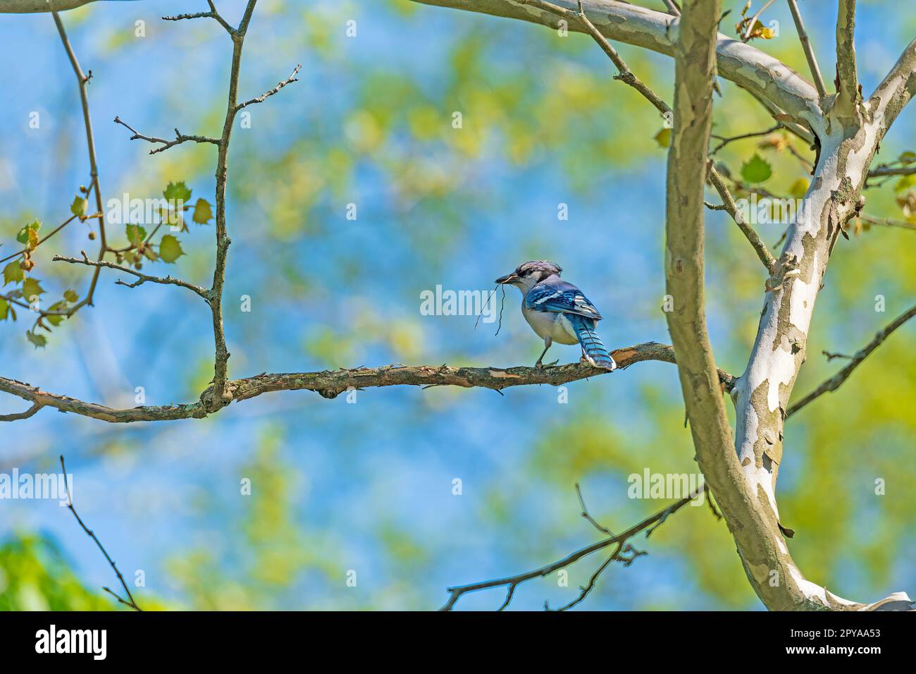 Blue Jay Gathering Twigs For a Nest Stock Photo - Alamy