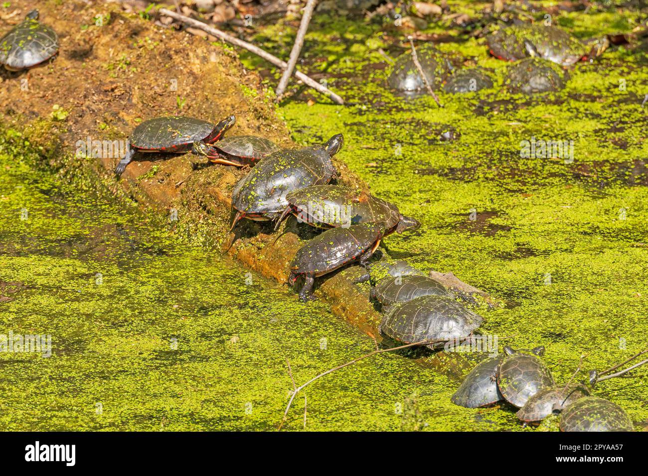 Log Filled With Basking Turtles Stock Photo - Alamy