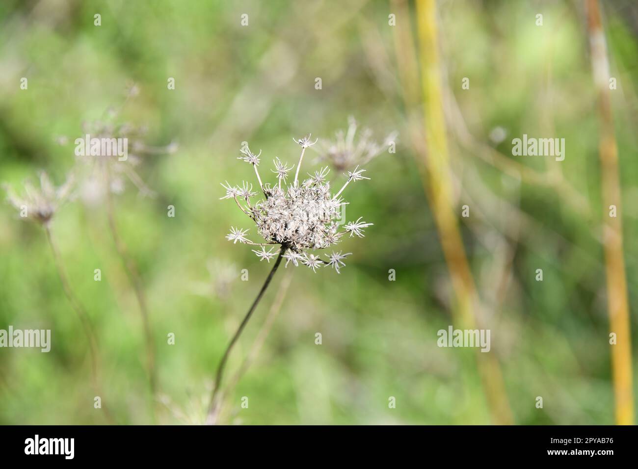 withered burnet water fennel (Oenanthe pimpinellifolia), Alicante ...