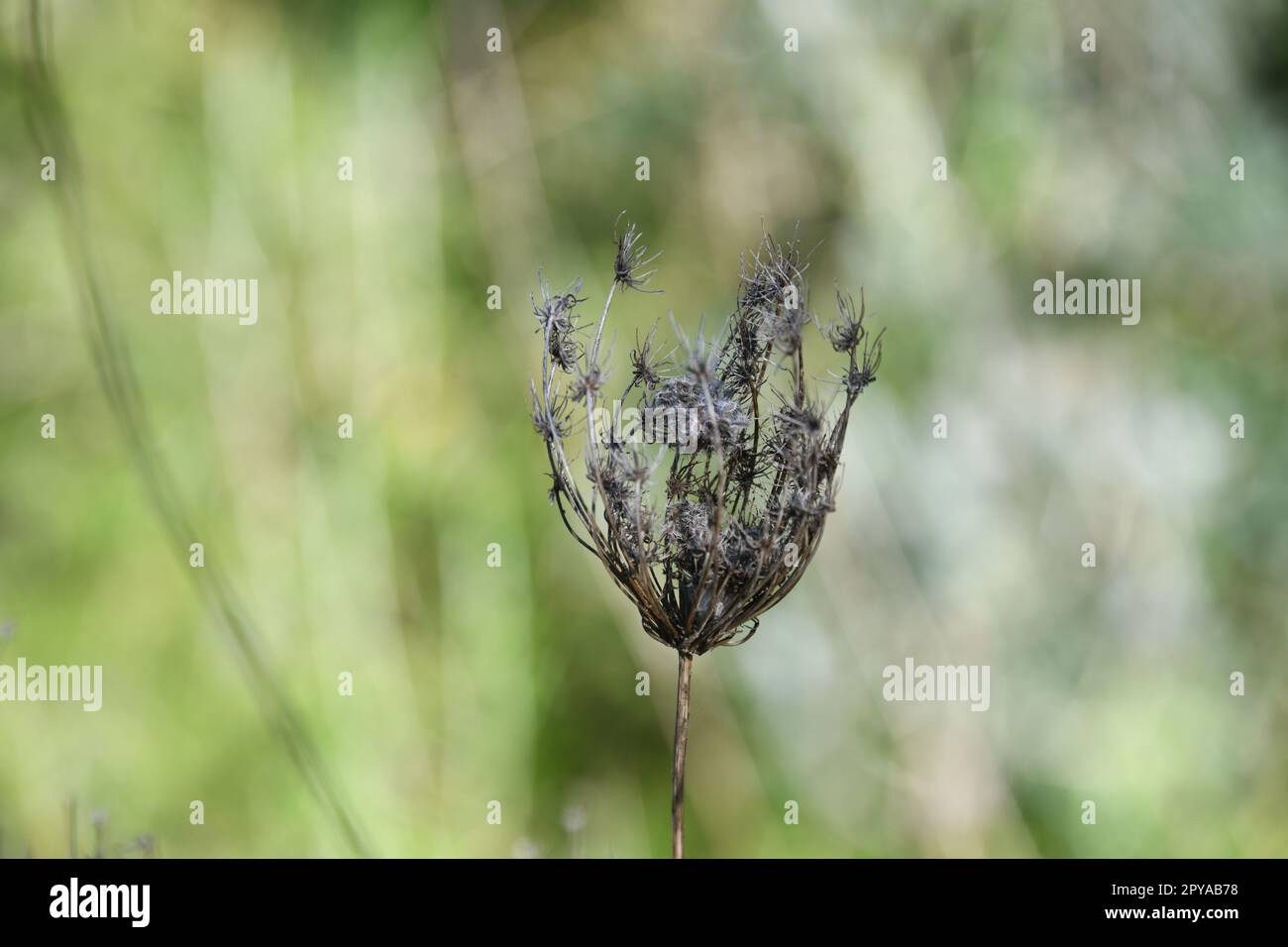 withered burnet water fennel (Oenanthe pimpinellifolia), Alicante ...