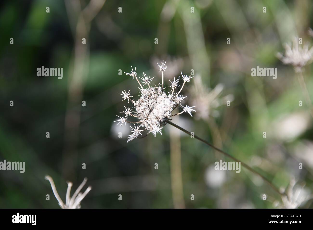 withered burnet water fennel (Oenanthe pimpinellifolia), Alicante ...