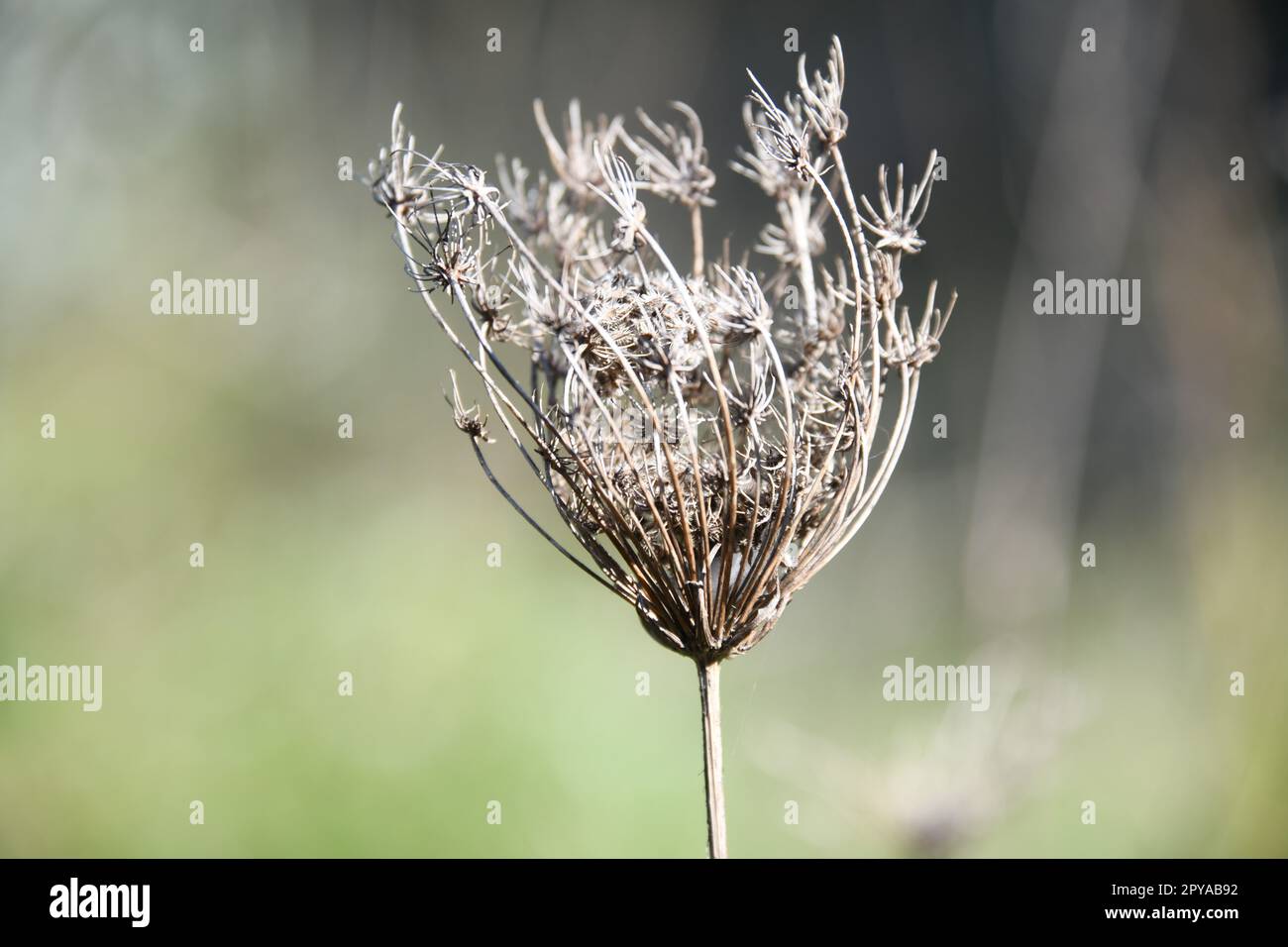 Oenanthe pimpinellifolia hi-res stock photography and images - Alamy