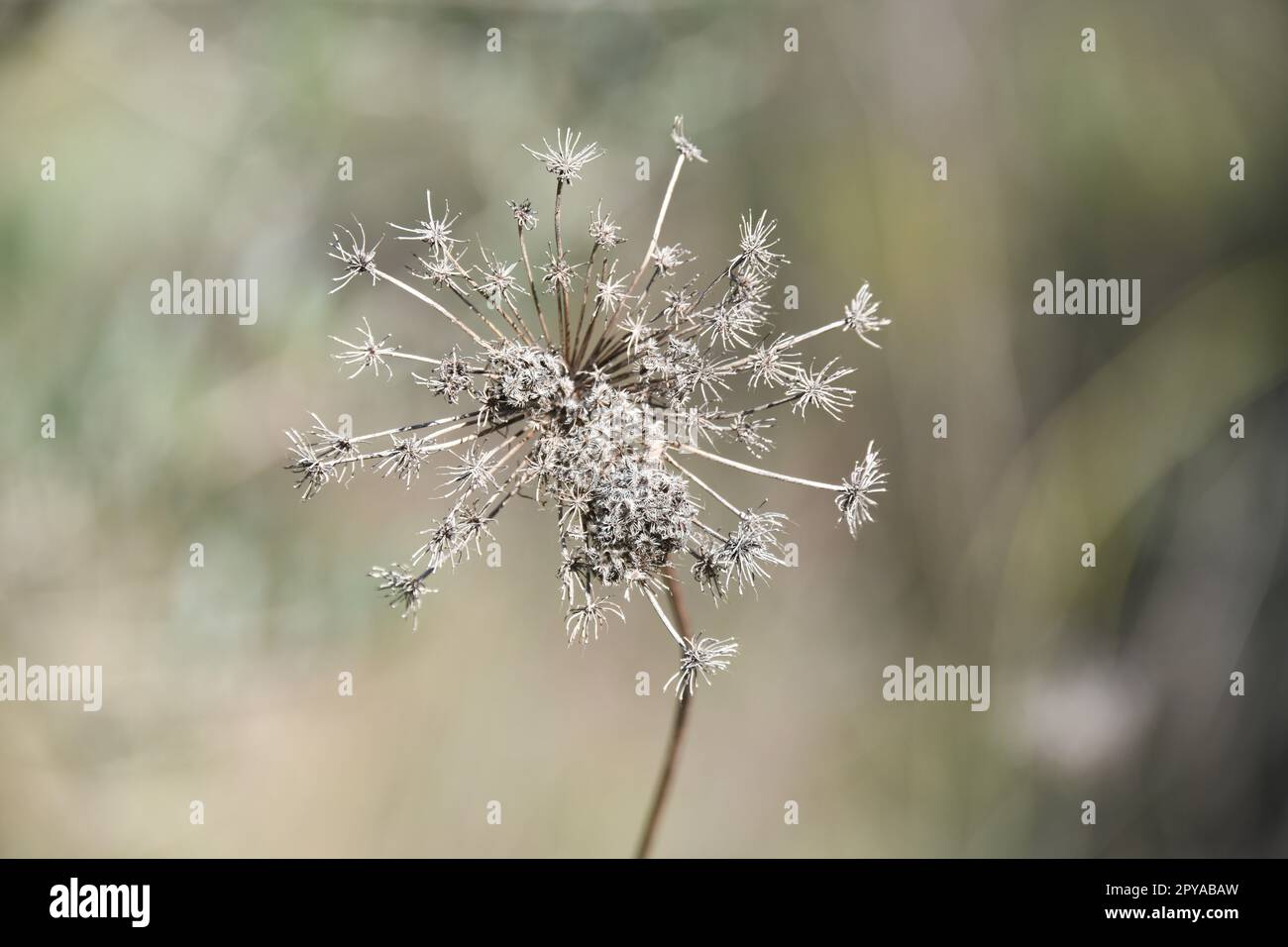 withered burnet water fennel (Oenanthe pimpinellifolia), Alicante ...