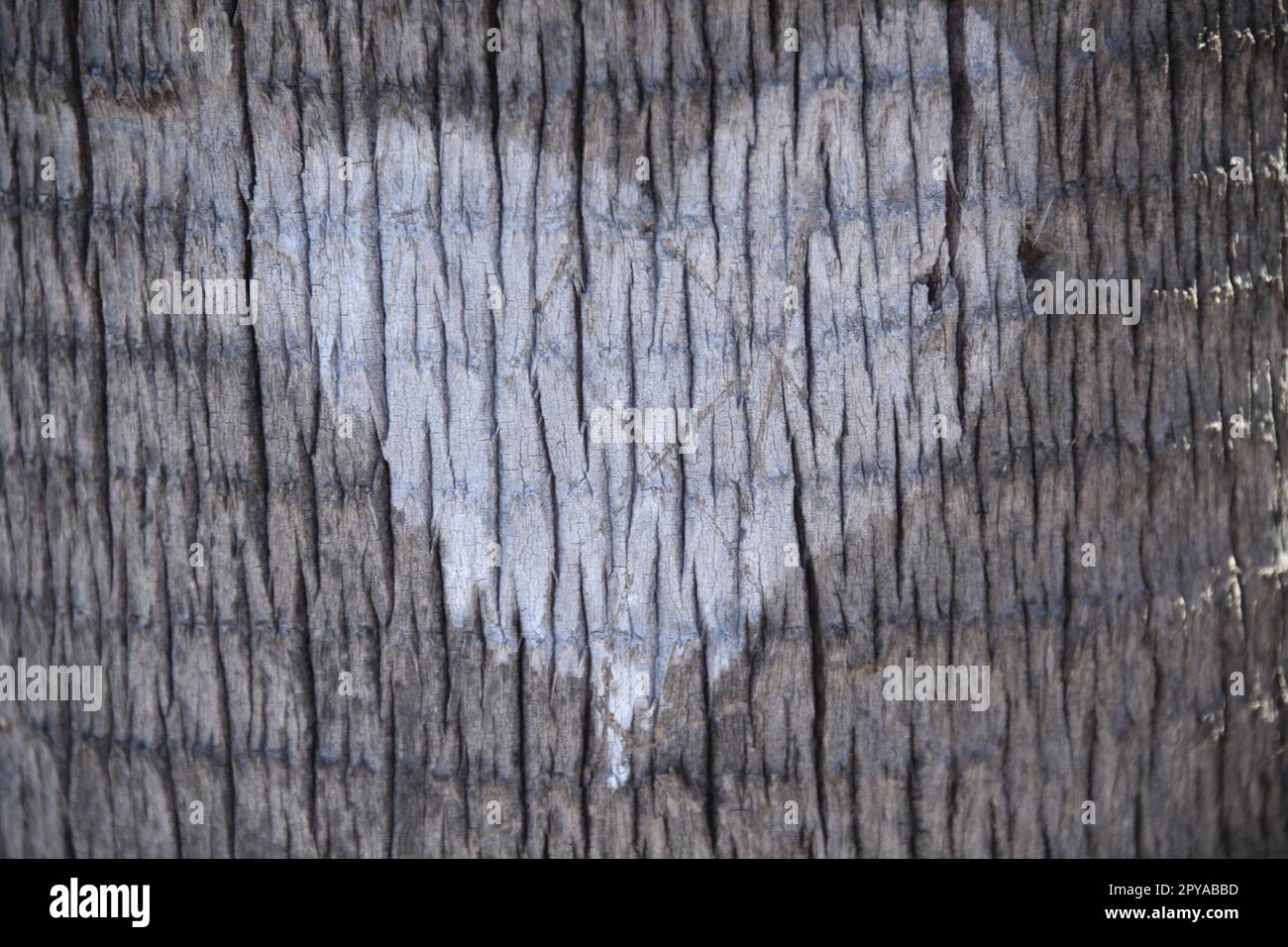 Heart of palm tree hi-res stock photography and images - Alamy