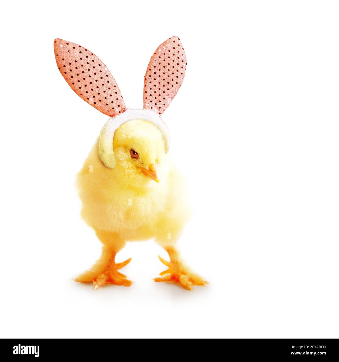 Little cute newborn baby chick for Easter celebration Stock Photo - Alamy