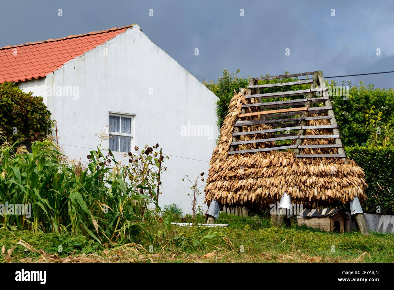 Corn drying, Calco das Figueiras, Faial, Azores, Portugal Stock Photo ...