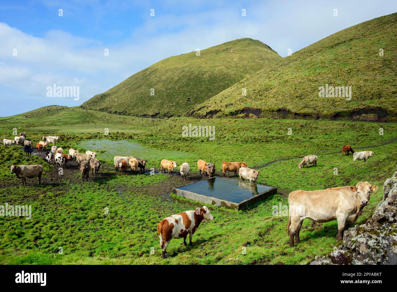 Cows at Cabeco Agudo Pequeno, Highlands, Pico, Azores, Portugal Stock ...