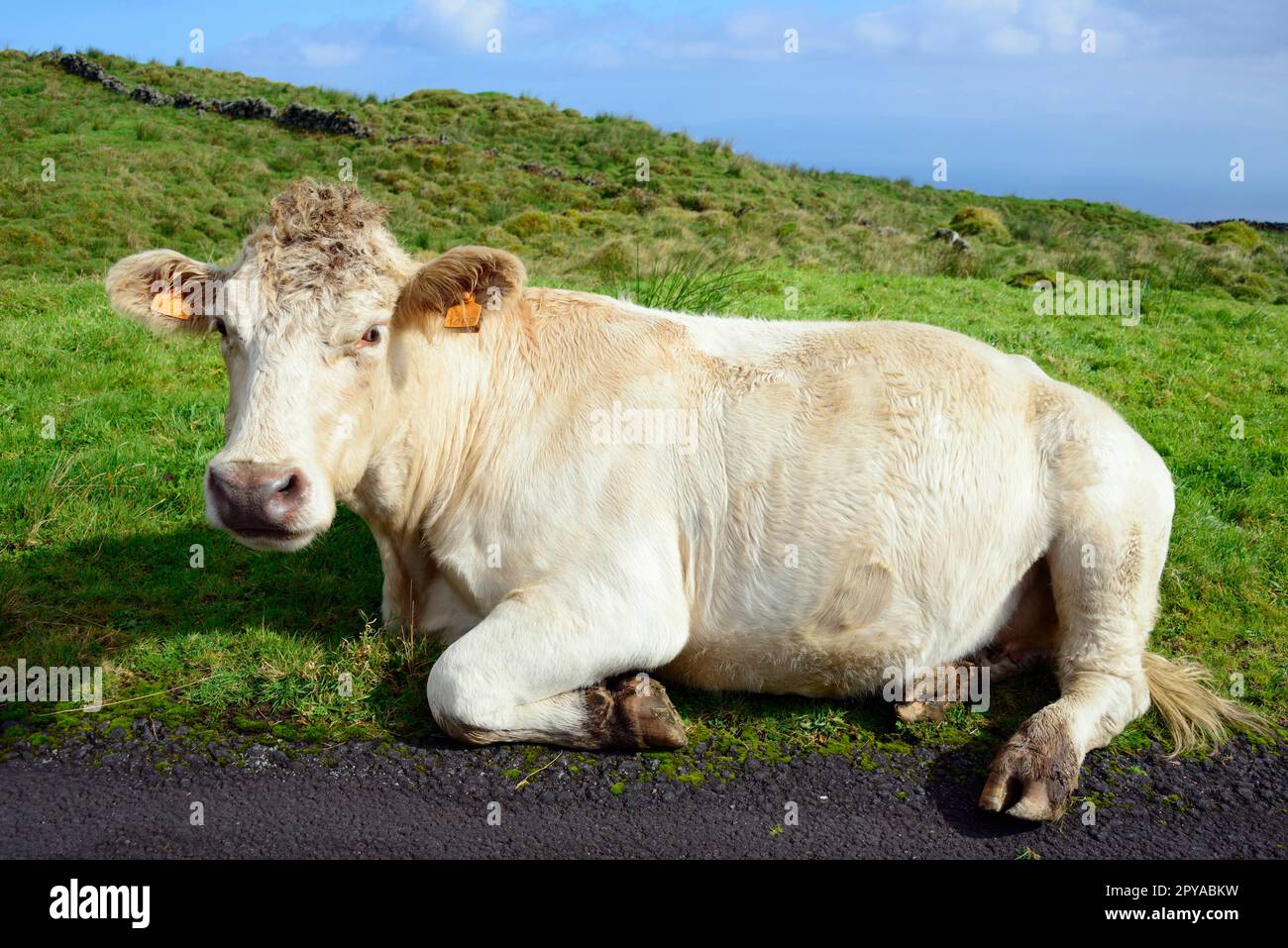 Cow, Highlands, Pico, Azores, Portugal Stock Photo - Alamy