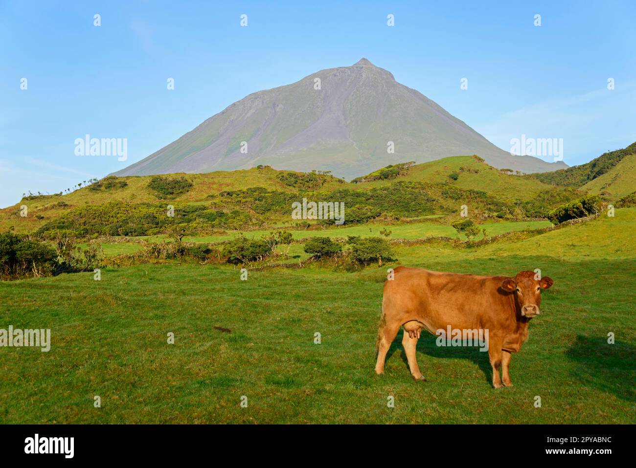 Cow and Pico Mountain from ER2, Highlands, Pico, Azores, Portugal Stock ...