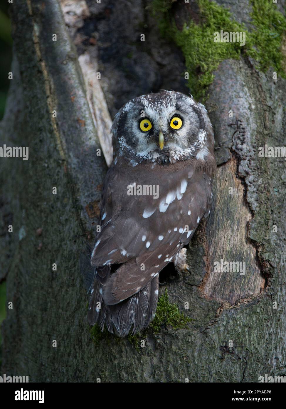 Tengmalm's owl (Aegolius funereus Stock Photo - Alamy