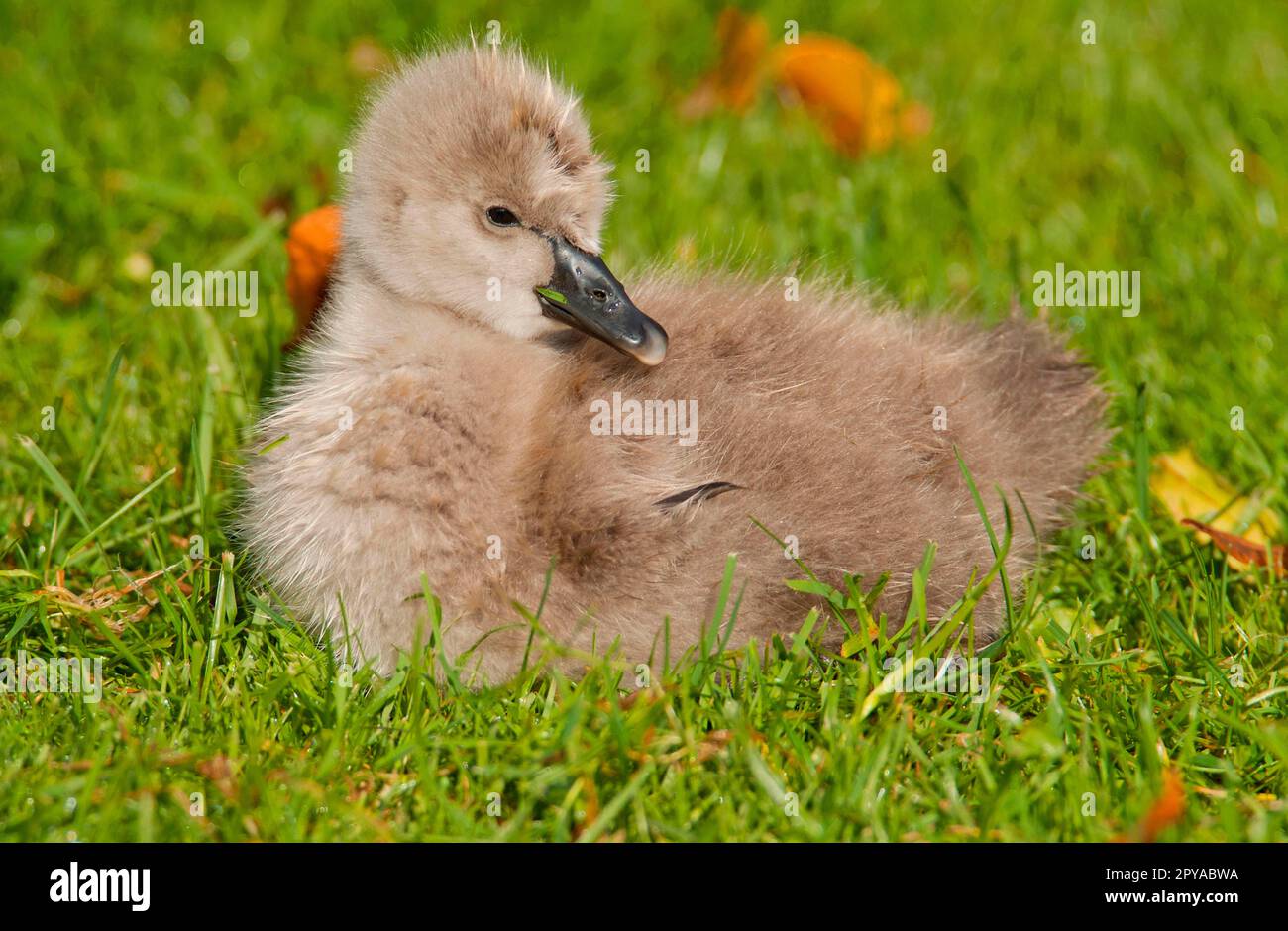 Cute baby duck chick hi-res stock photography and images - Alamy