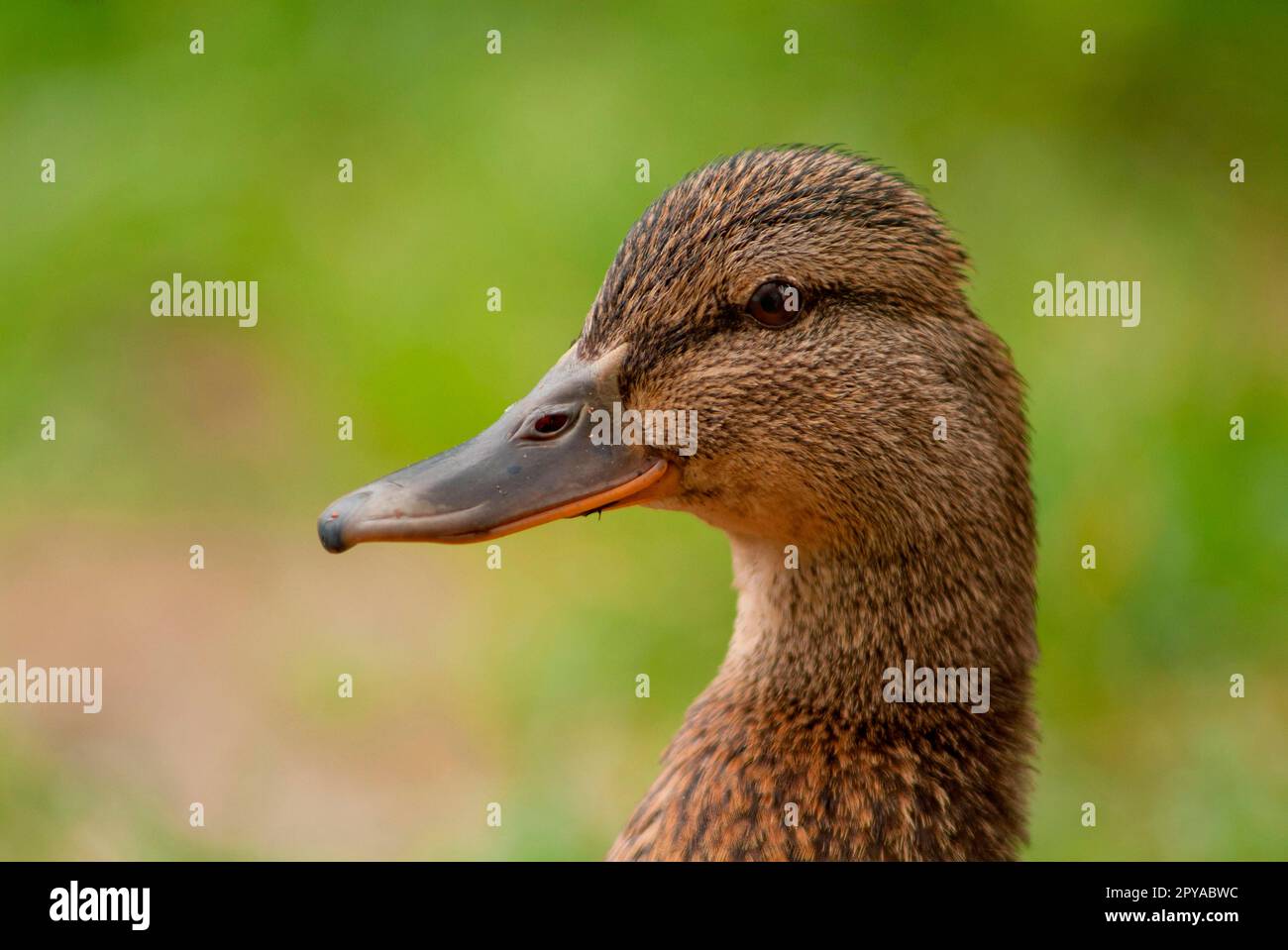 Mallard outdoor hi-res stock photography and images - Alamy