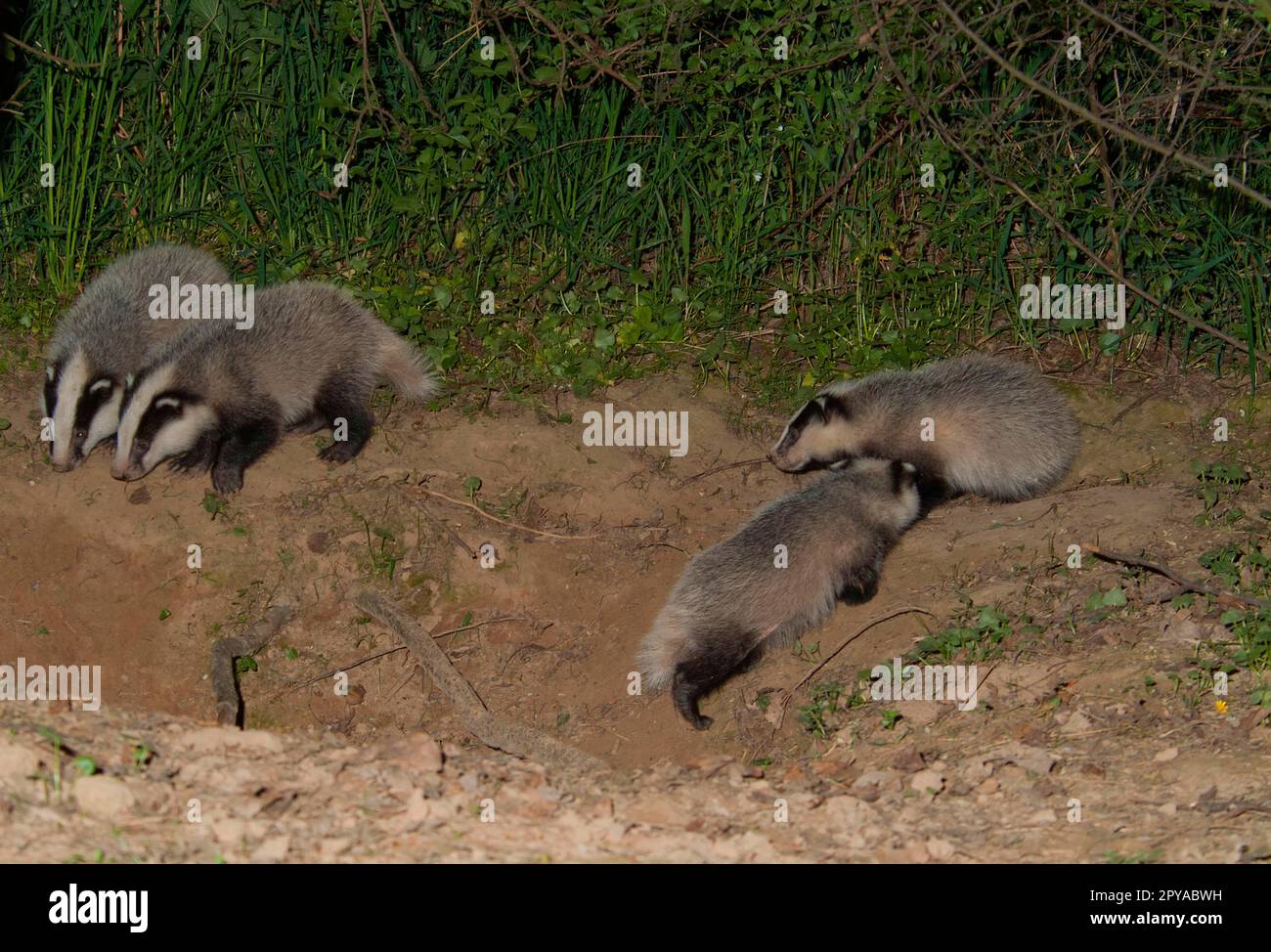 Badgers, young animals Stock Photo - Alamy