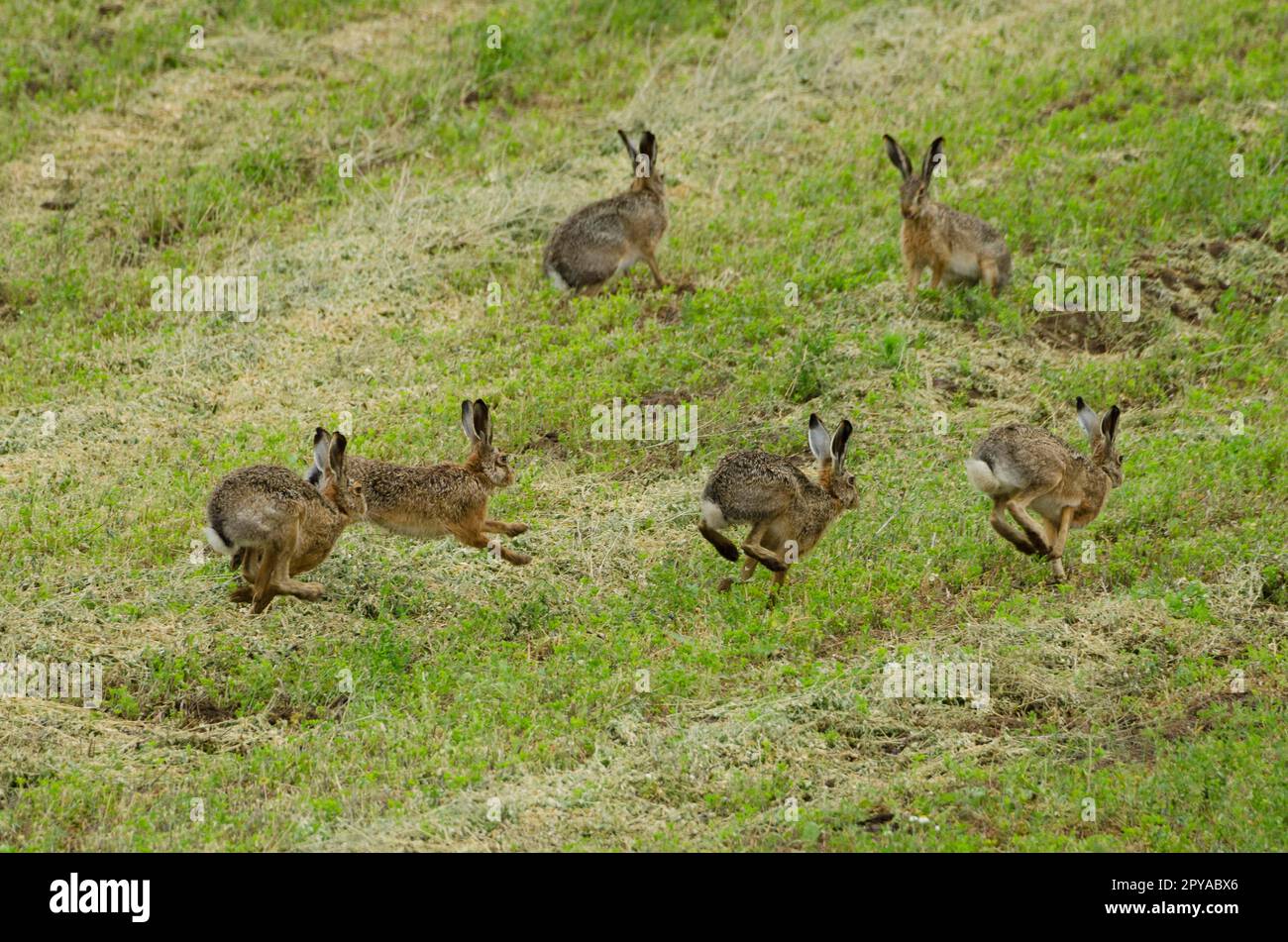 Field hare, race Stock Photo - Alamy