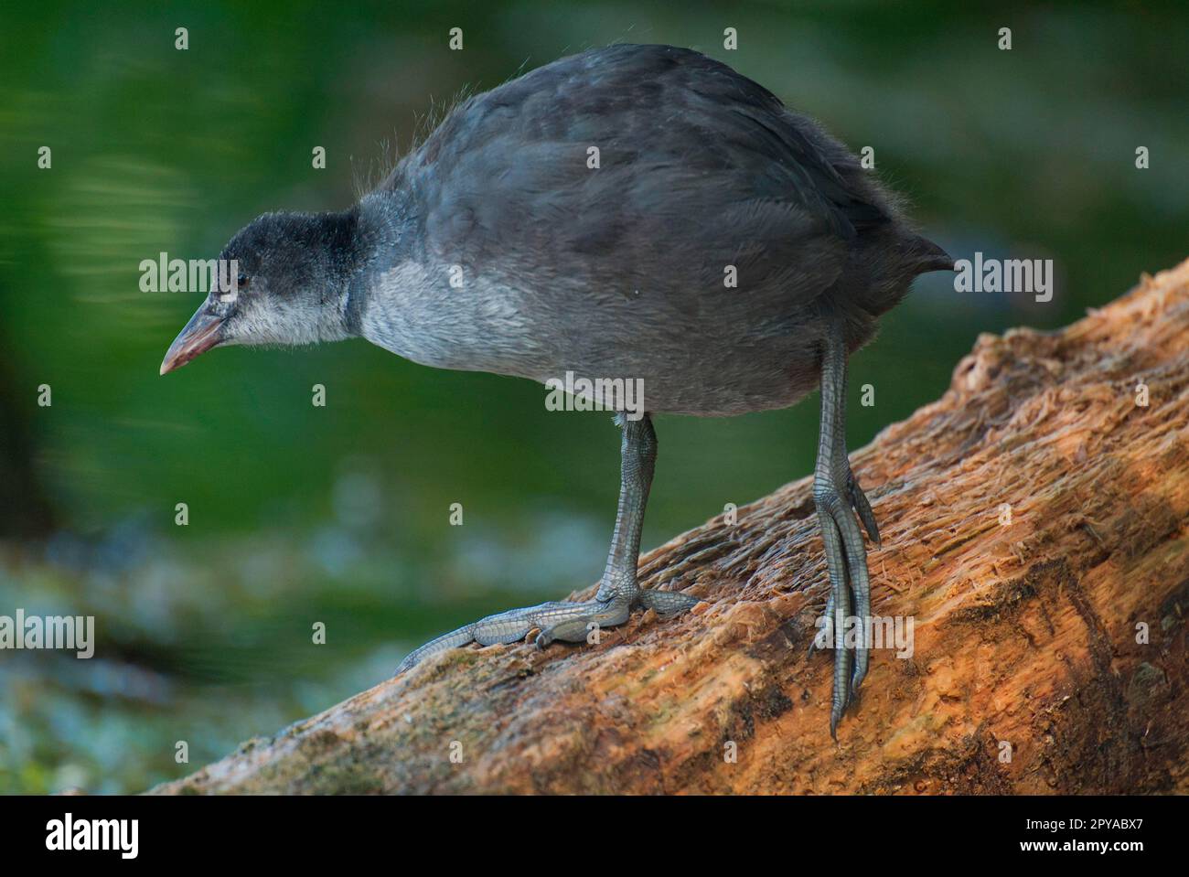 Eurasian Coot, young bird Stock Photo - Alamy