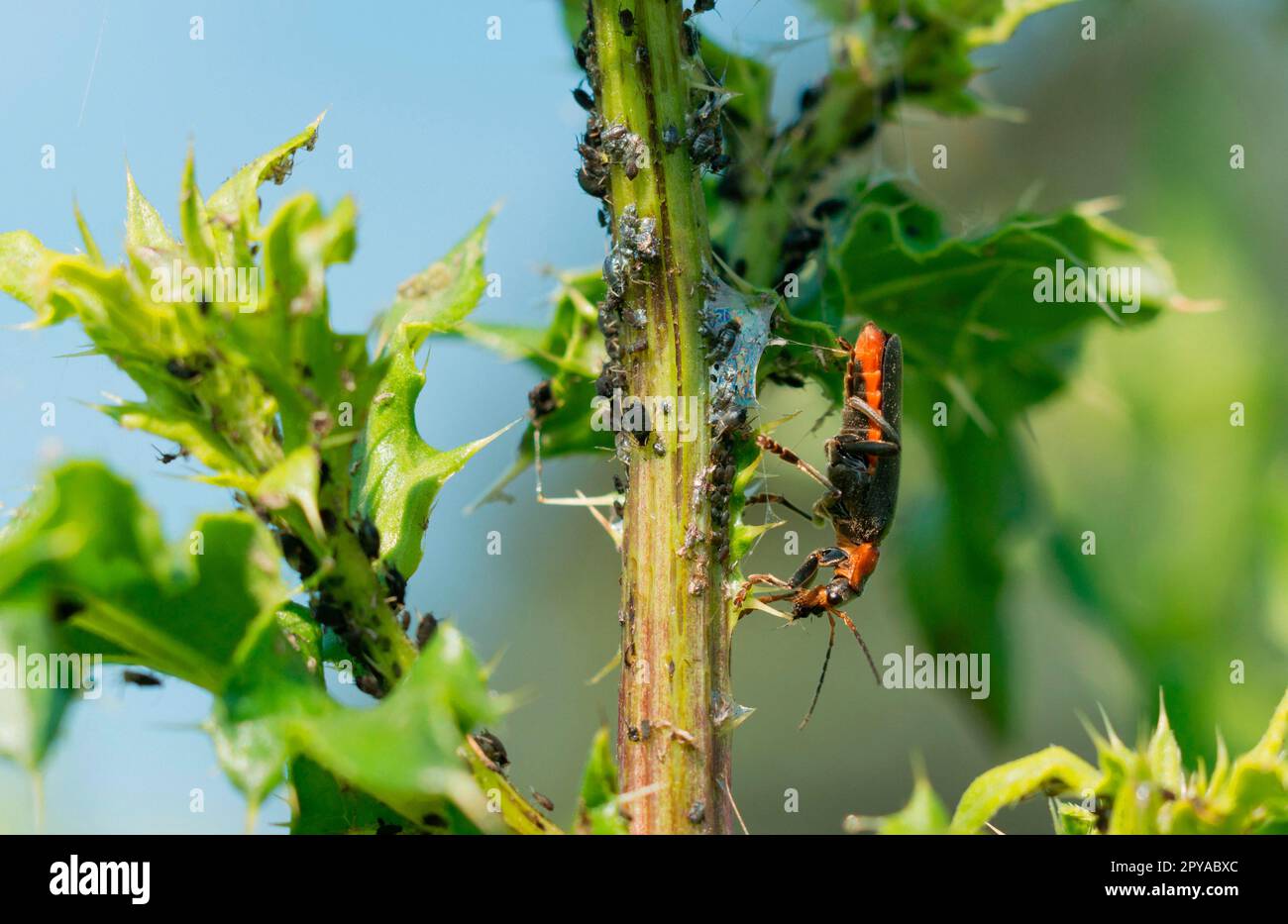 Common soft bodied beetle and blue lice Stock Photo - Alamy