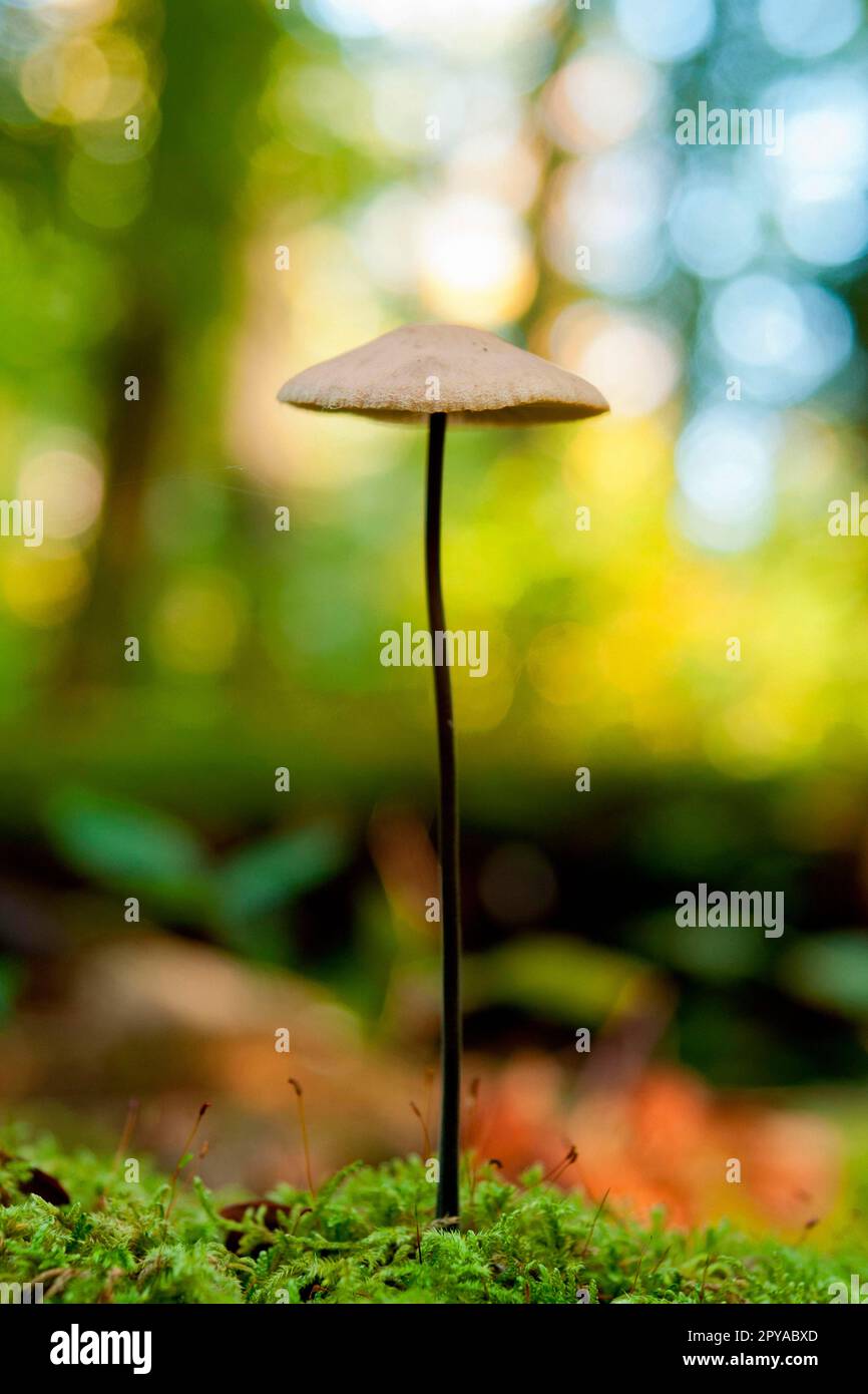 Windling hi-res stock photography and images - Alamy