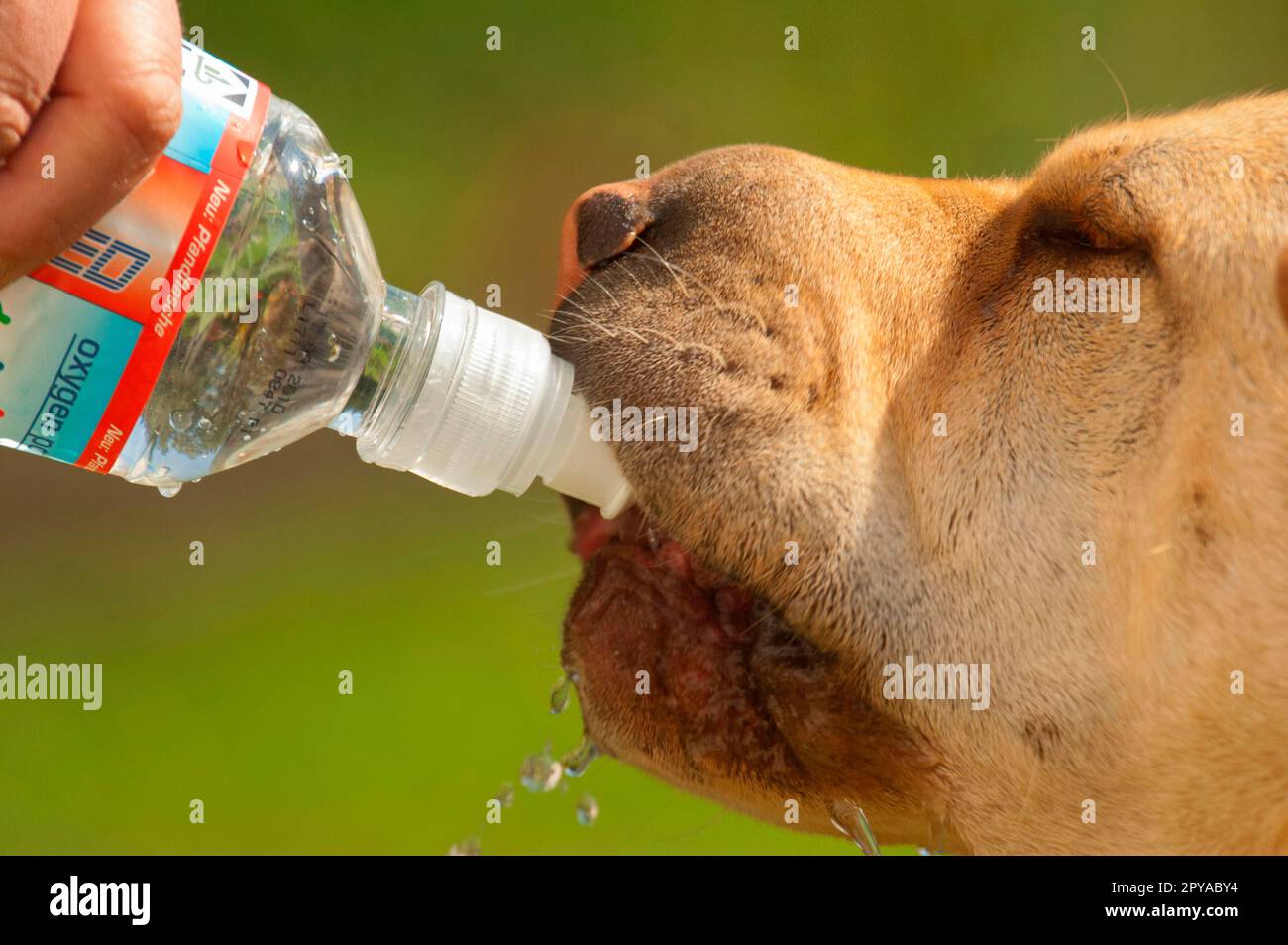 Dog drinking from bottle Stock Photo - Alamy