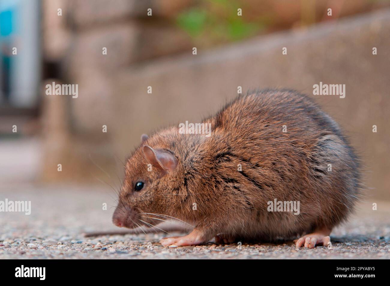 House rat hi-res stock photography and images - Alamy