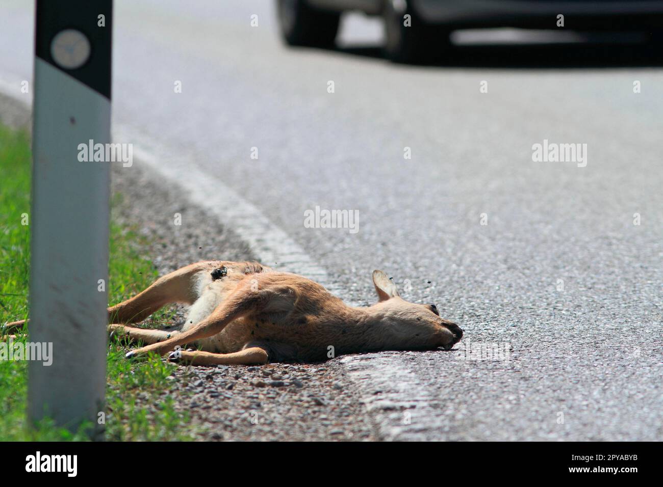 Roe deer, deer accident, road traffic victim Stock Photo - Alamy