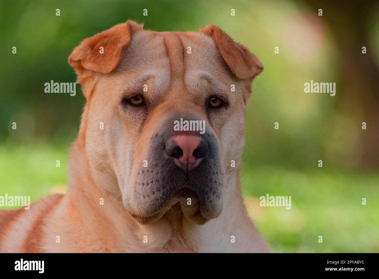 Shar pei dog portrait hi-res stock photography and images - Alamy