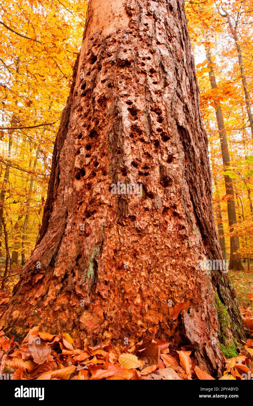 Black woodpecker, hack marks on pine tree Stock Photo - Alamy