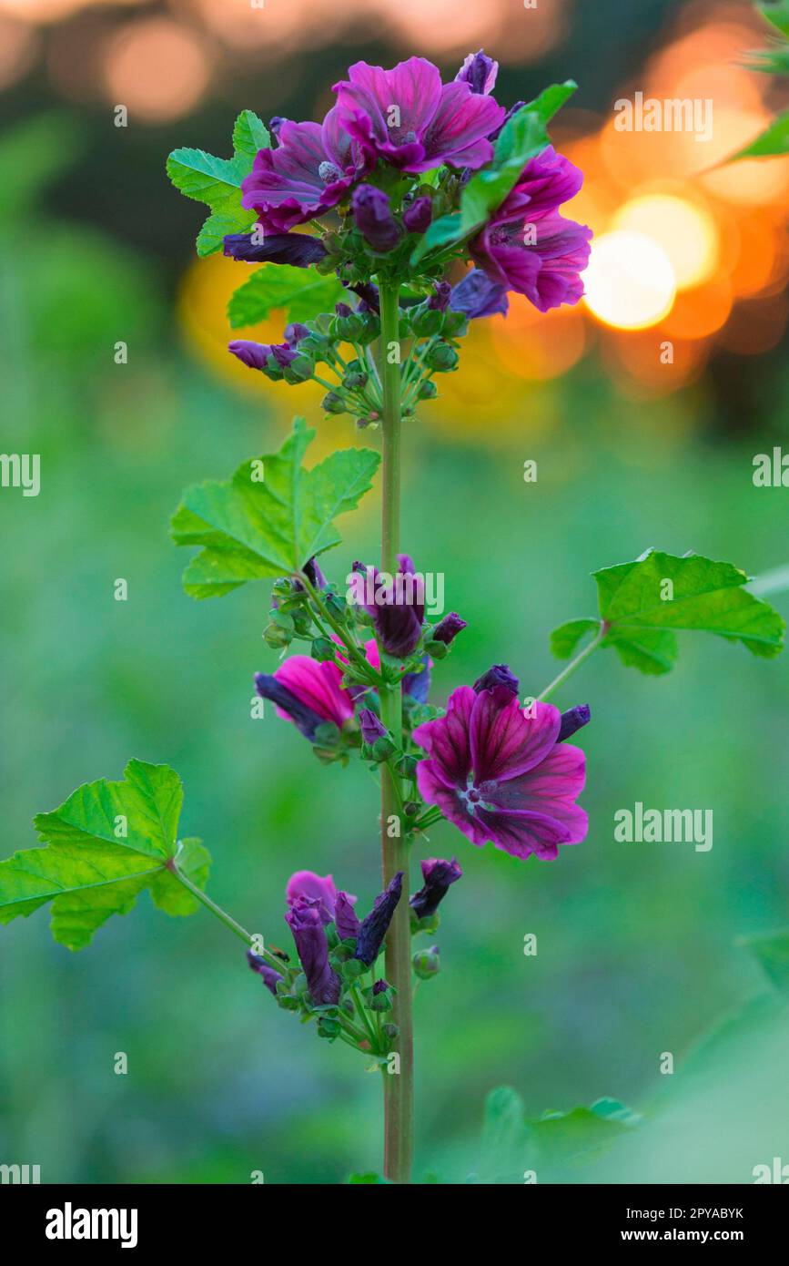 Mallow medicinal plant hi-res stock photography and images - Alamy