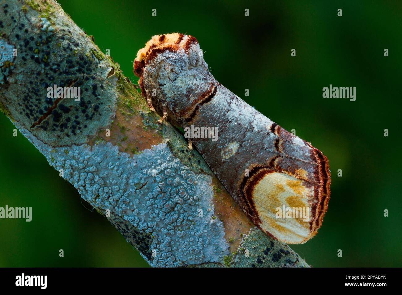 Moonbird hi-res stock photography and images - Alamy