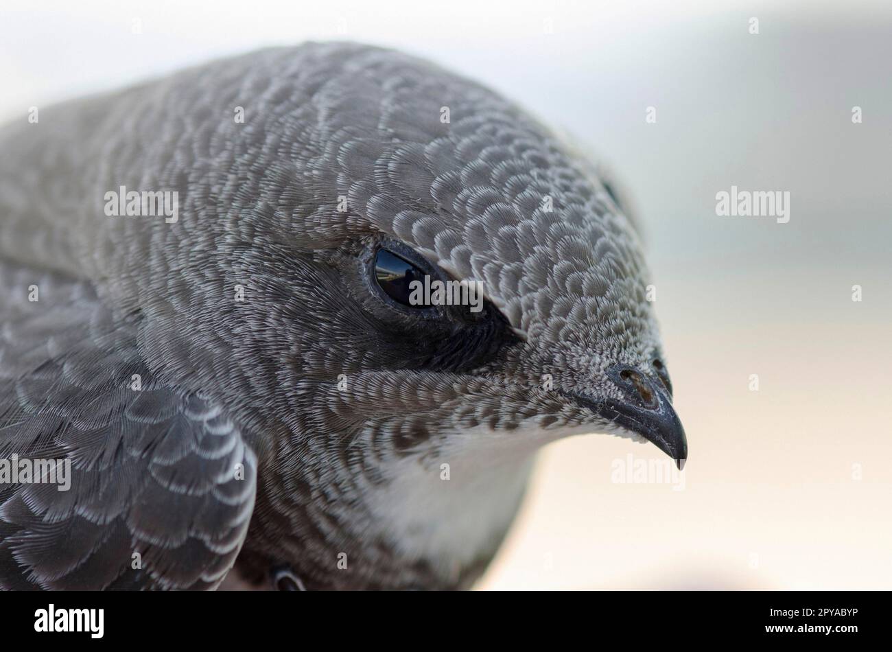 Alpine Swift, young bird Stock Photo - Alamy