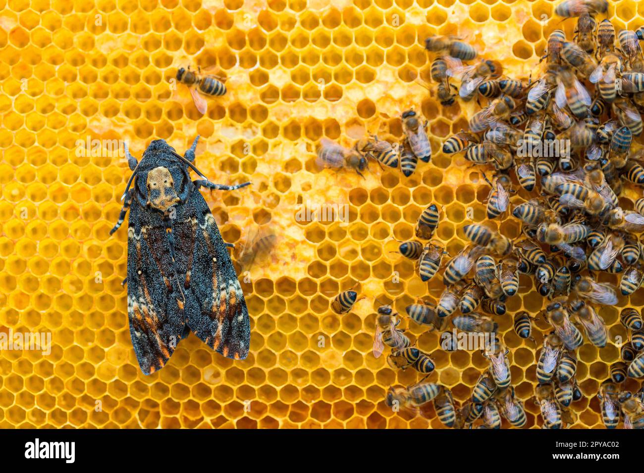 Death's-head hawk moth in hive Stock Photo - Alamy Death's-head hawk moth in hive Stock Photo - Alamy
