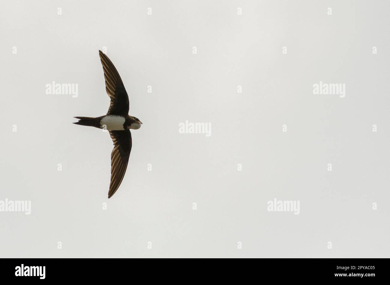 Swift movement hi-res stock photography and images - Alamy