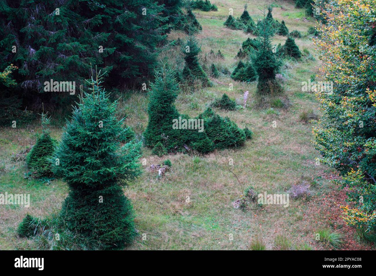 Red deer browsing hi-res stock photography and images - Alamy
