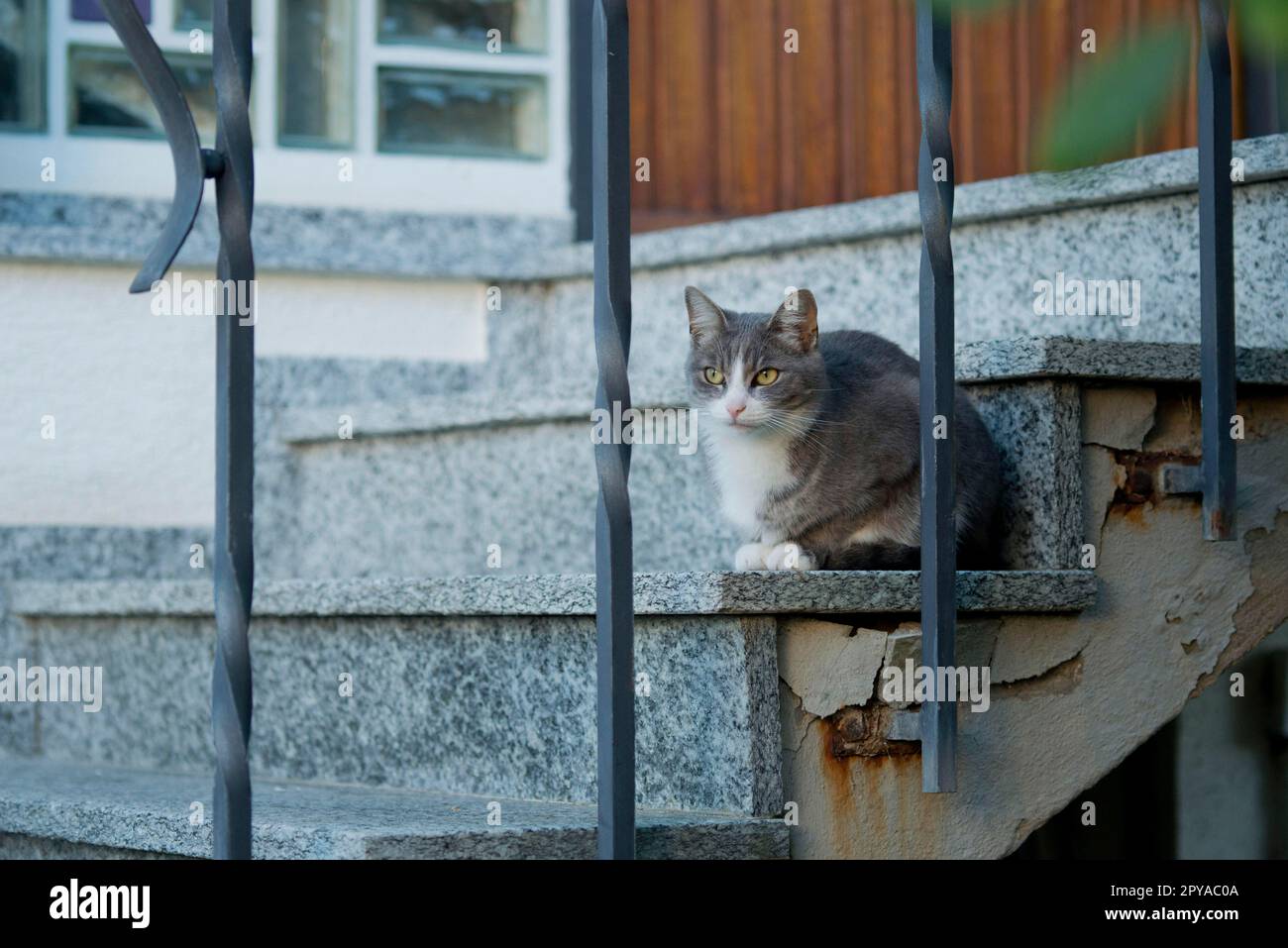 Domestic cat, outdoor cat Stock Photo - Alamy