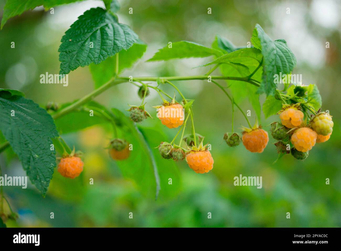 Yellow berry hi-res stock photography and images - Alamy