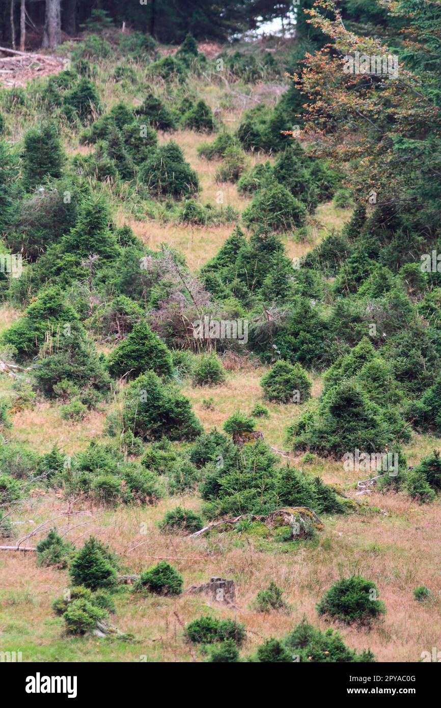 Red deer browsing hi-res stock photography and images - Alamy