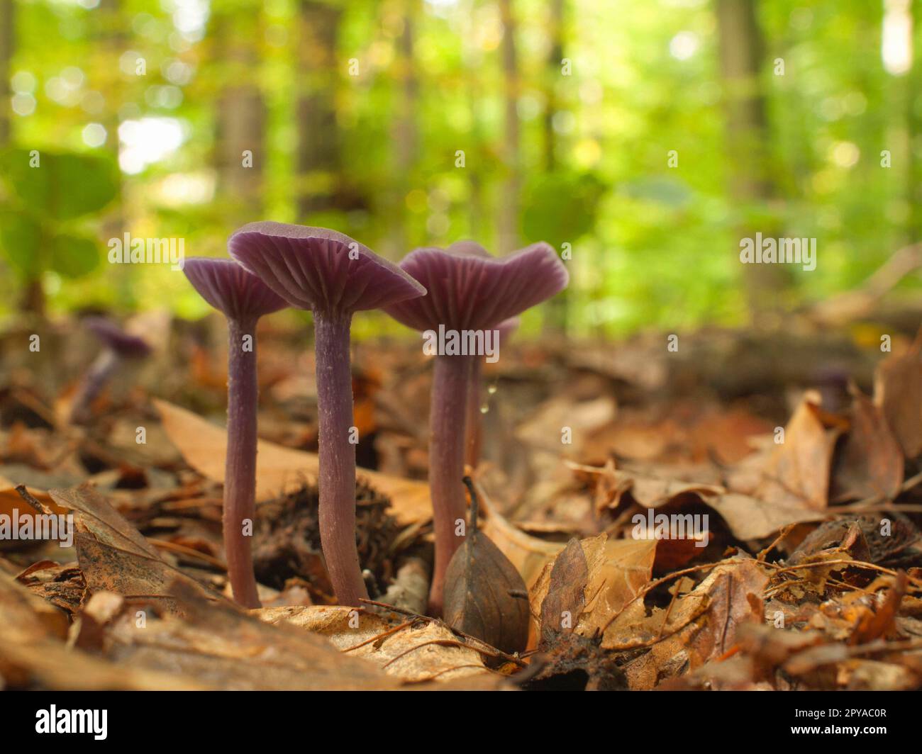 Amethyst Blue Varnish Funnels Stock Photo - Alamy