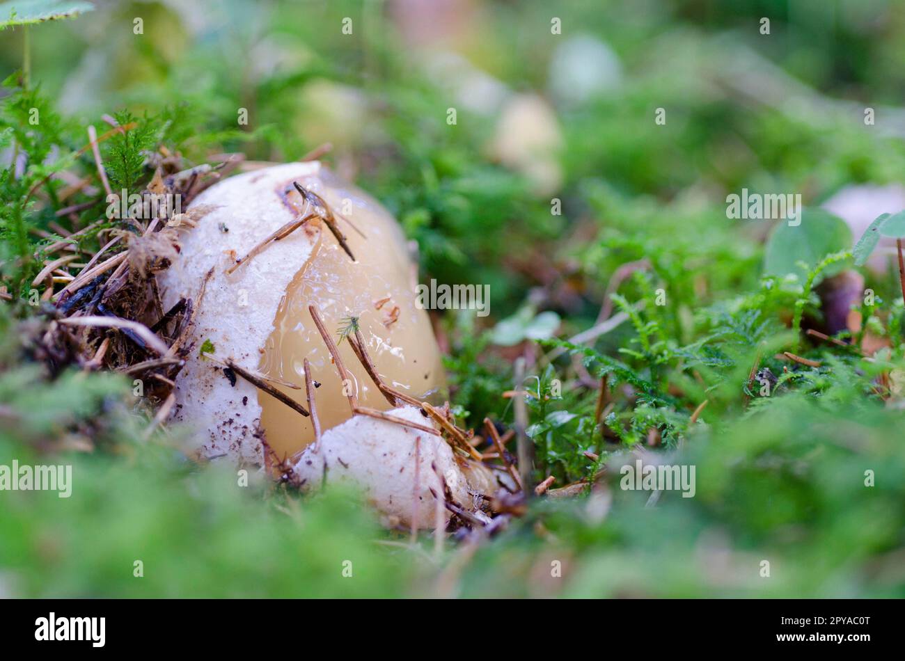 Common stinkhorn, breaking open witch's egg Stock Photo - Alamy
