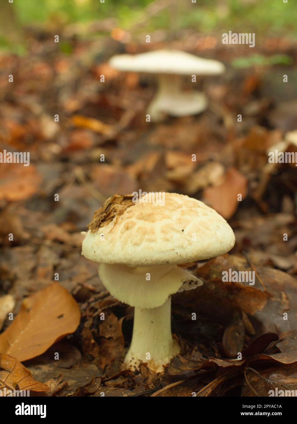 False death cap Stock Photo - Alamy
