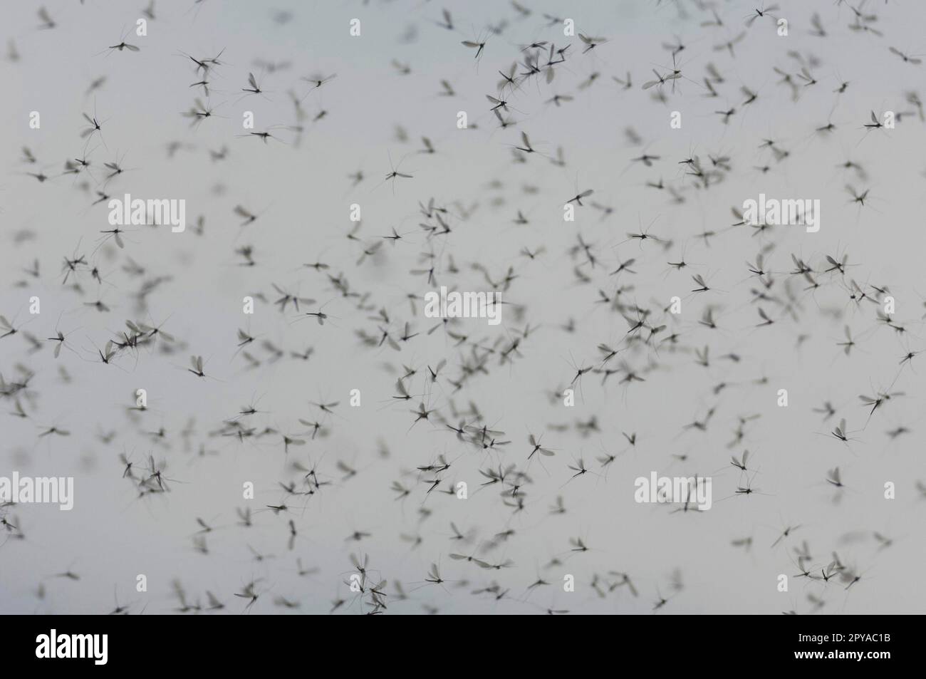 Mosquitoes swarm hi-res stock photography and images - Alamy