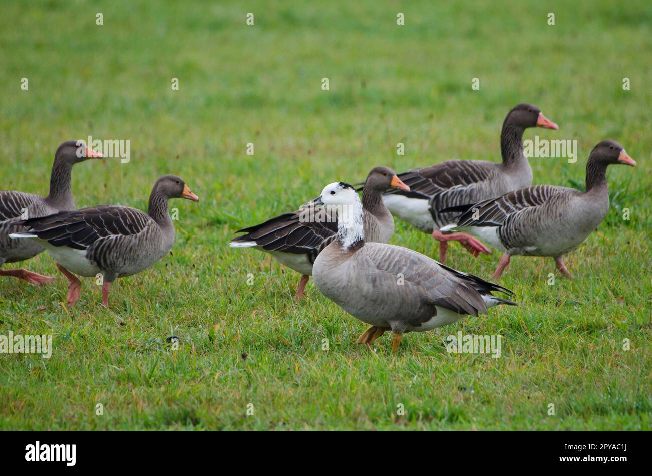 Greylag Geese and Bar-headed Goose Hybrid Stock Photo - Alamy