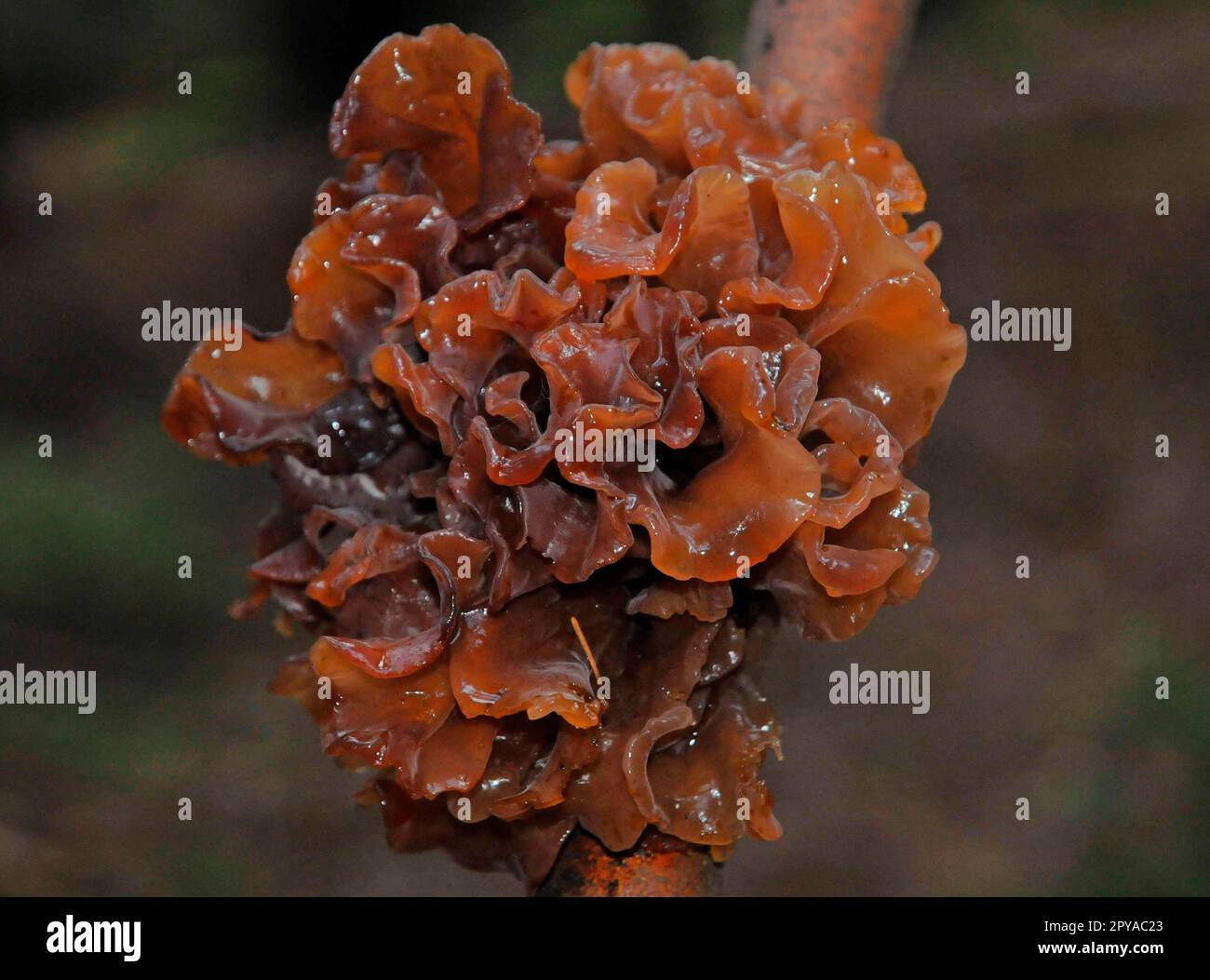 Leafy nature hi-res stock photography and images - Alamy