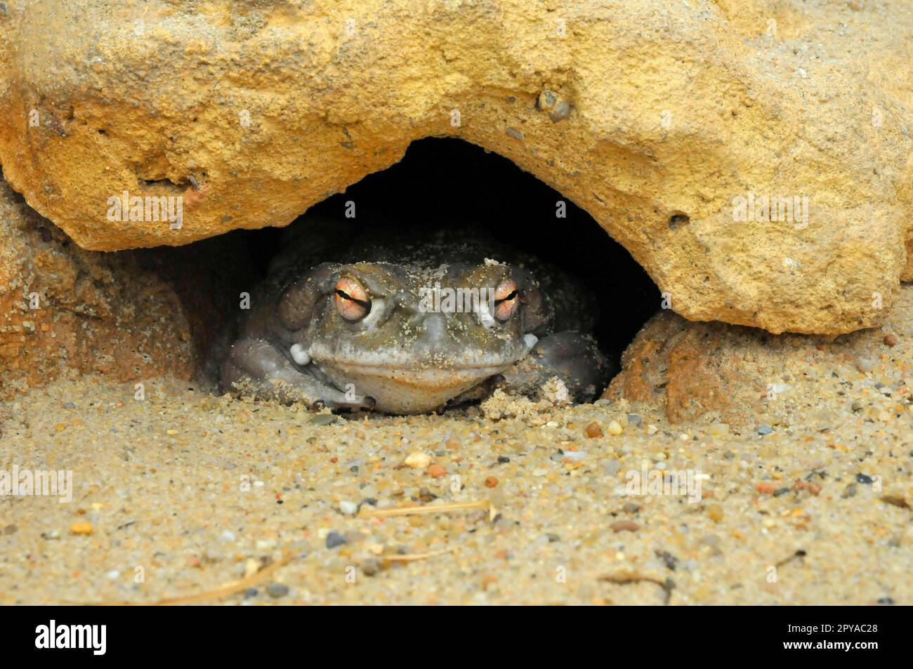 Colorado River Toad Stock Photo - Alamy