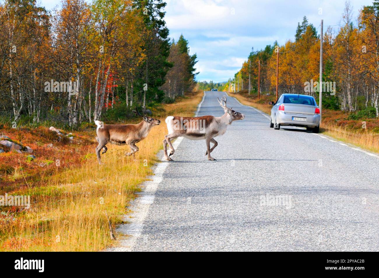 Reindeer crossing hi-res stock photography and images - Alamy