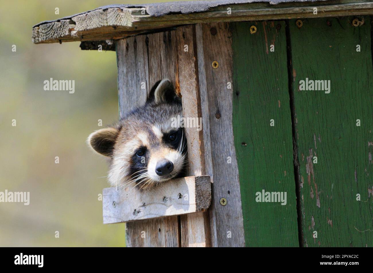 Box raccoon hi-res stock photography and images - Alamy