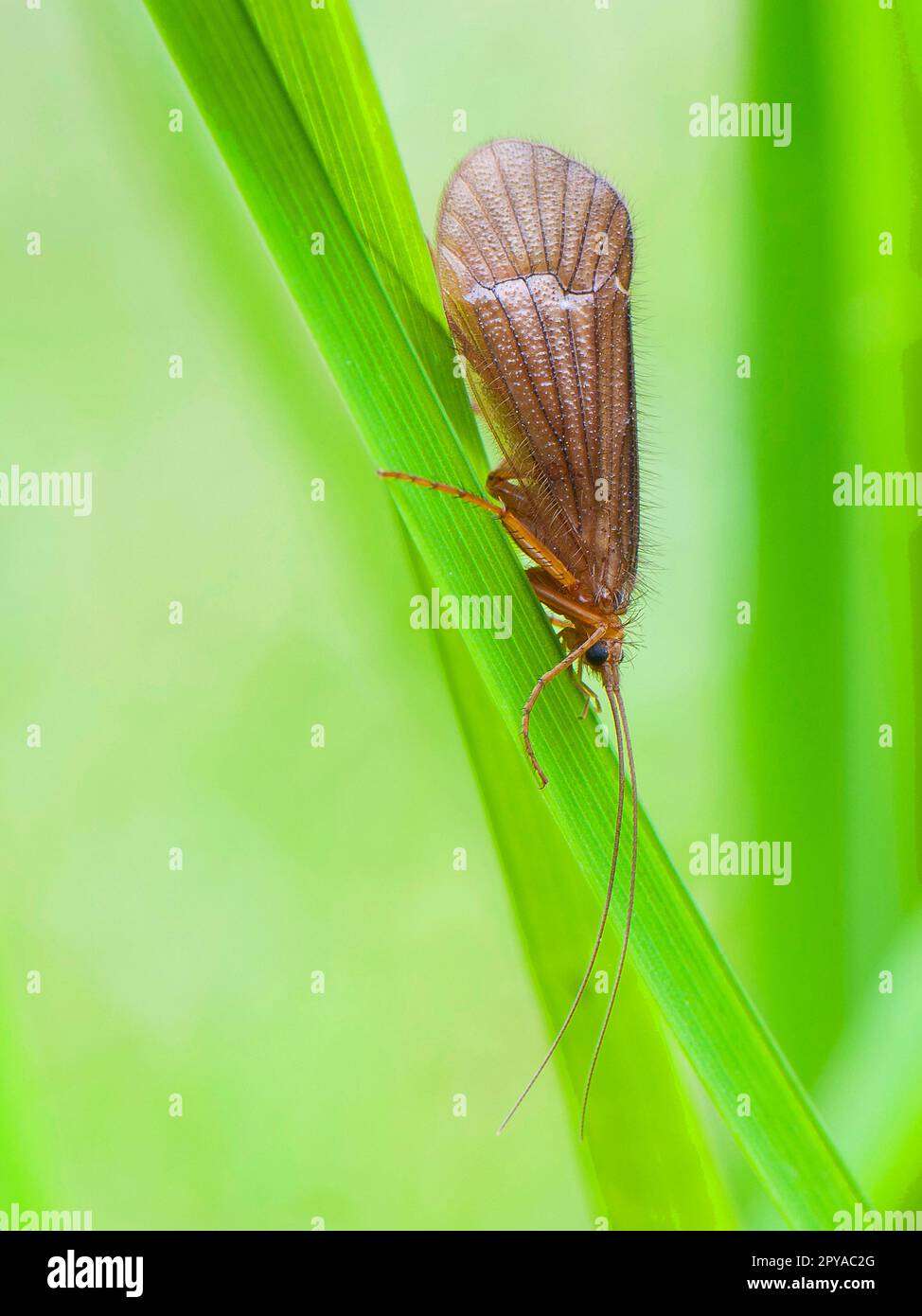 Adult caddisfly hi-res stock photography and images - Alamy