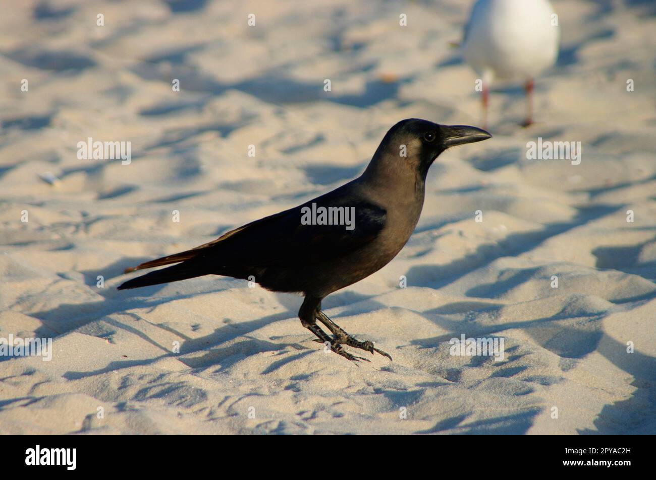 Shiny crow hi-res stock photography and images - Alamy