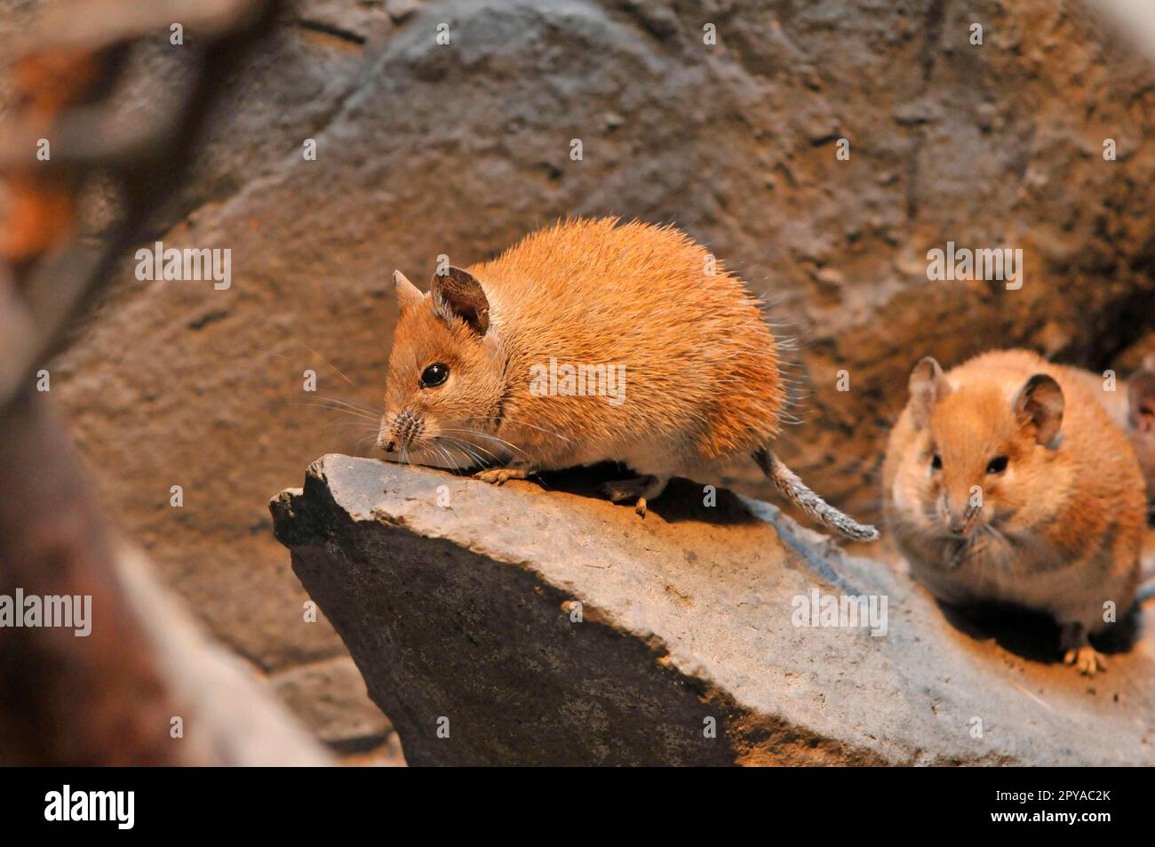 Golden spiny mouse Stock Photo - Alamy