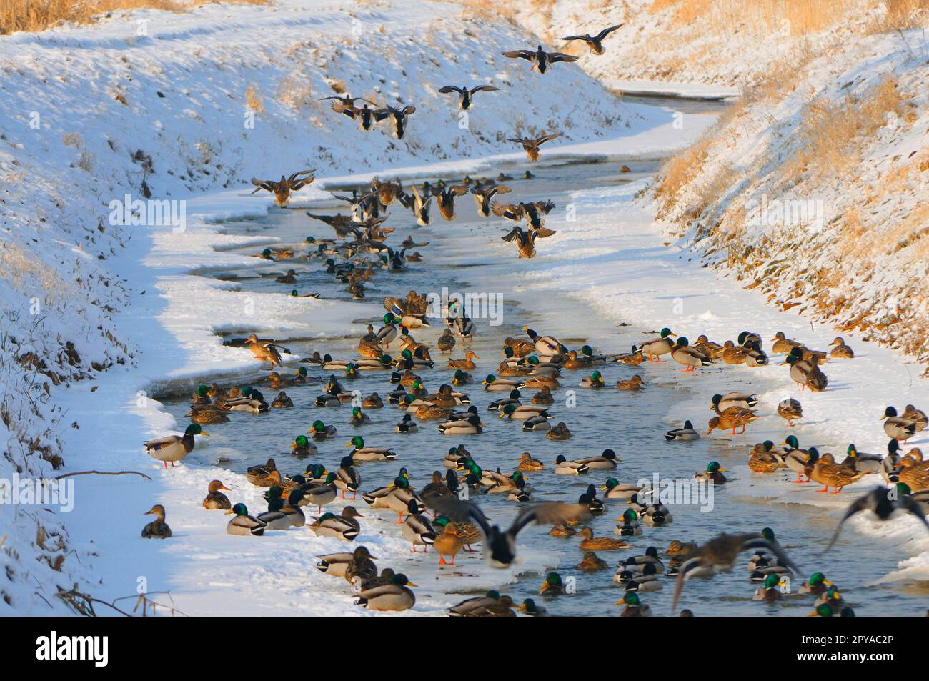 Many mallards hi-res stock photography and images - Alamy
