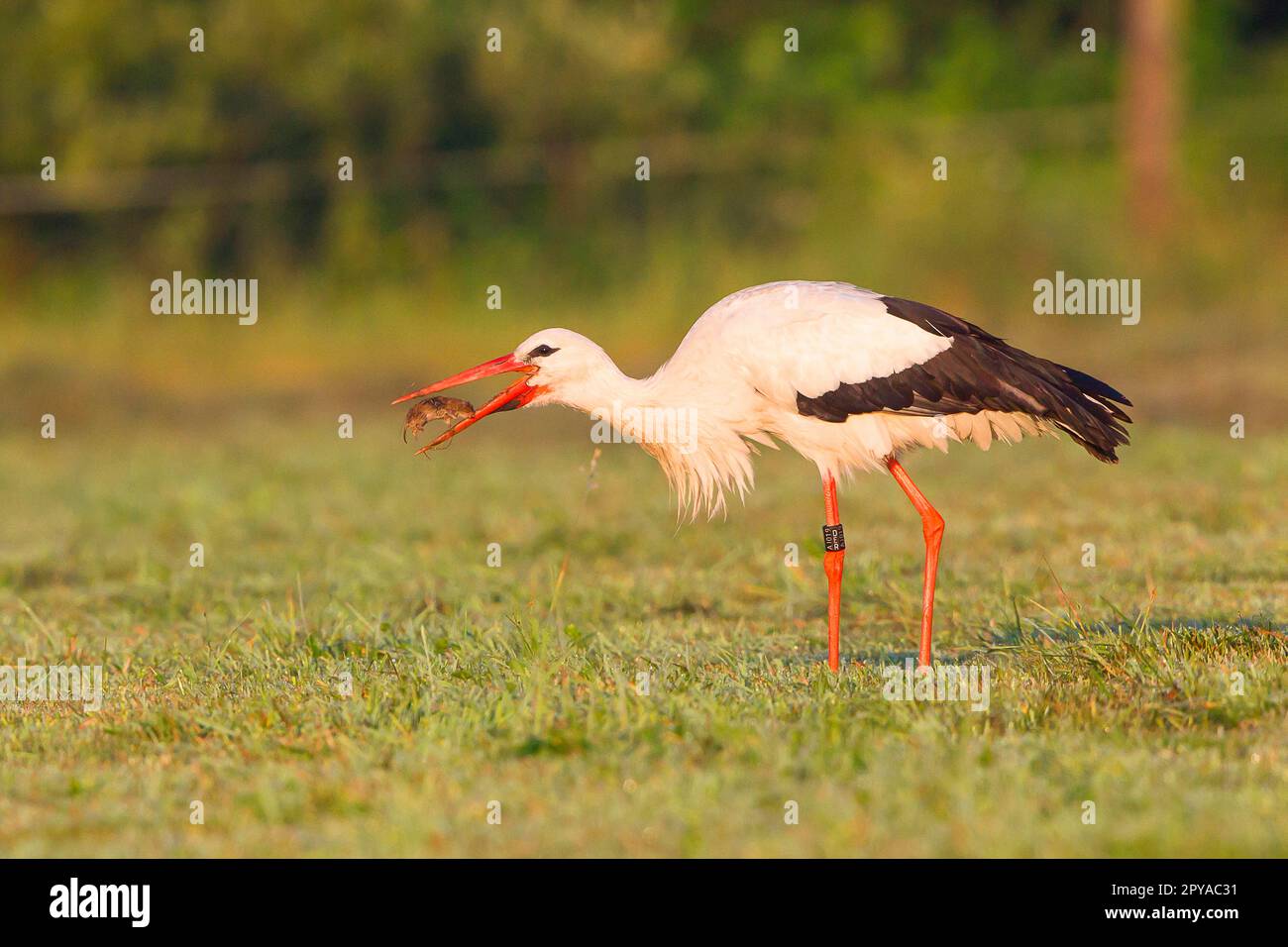 White stork ringing hi-res stock photography and images - Alamy