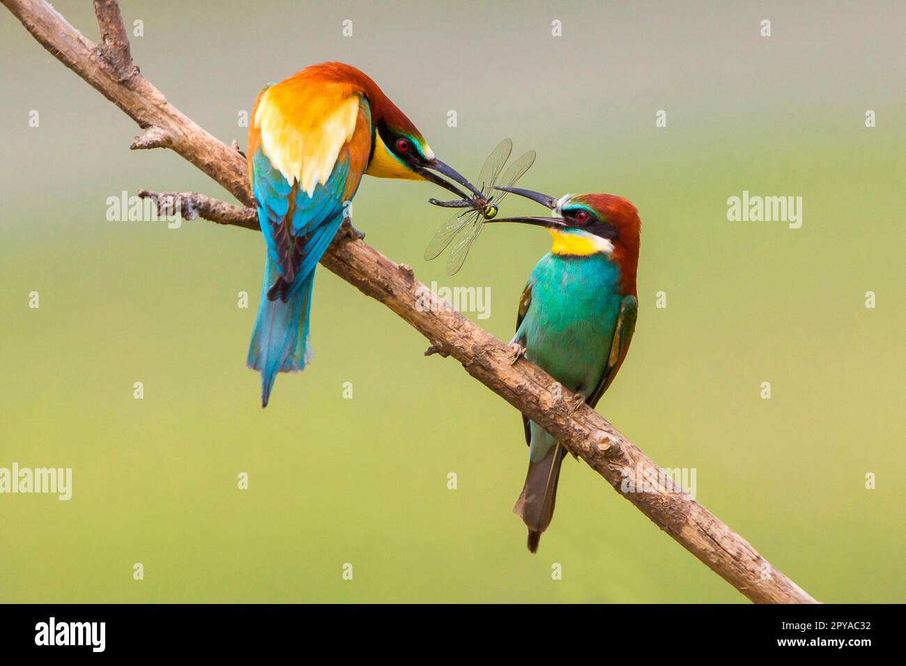 Bee-eater, mating feeding Stock Photo - Alamy